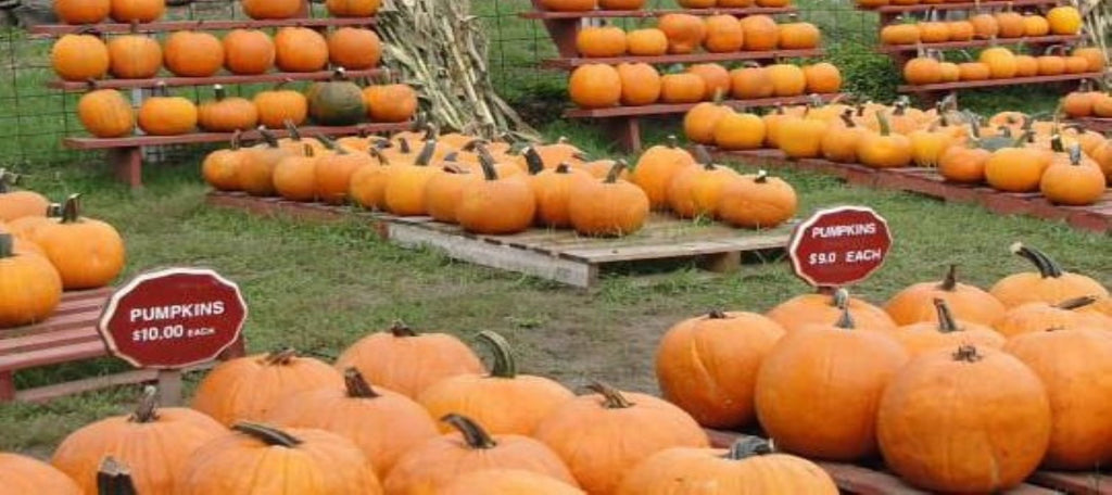 #FarmLove – McCray’s Farm & Halloween – Cabot Creamery