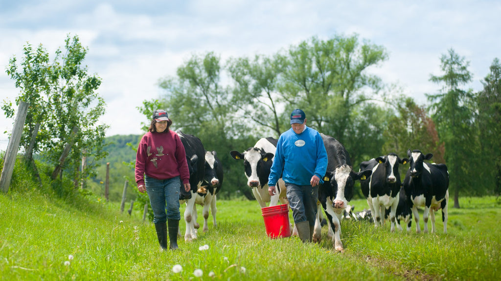 Farmer Friday: McGarry Dairy – Cabot Creamery