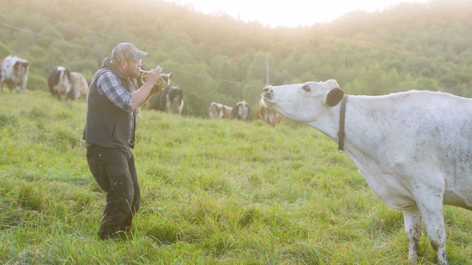 Cabot Creamery: Cheese & Dairy Products from Vermont